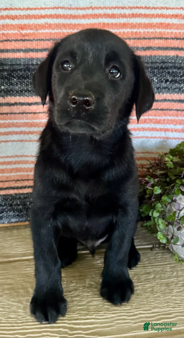 Rocky Labrador Retriever for sale in Millersburg | Lancaster Puppies