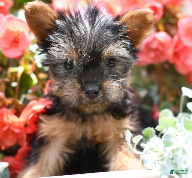 Paul | Lancaster Puppies