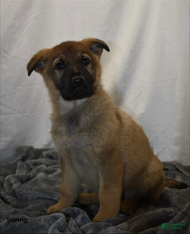 Spring for sale in Orrville | Lancaster Puppies