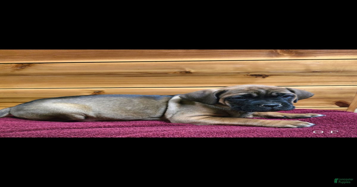 Dannie for sale in Newville | Lancaster Puppies