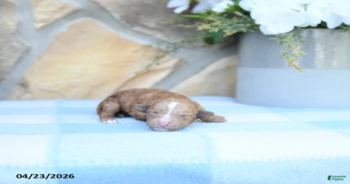 Flora Cavapoo for sale in East Earl | Lancaster Puppies