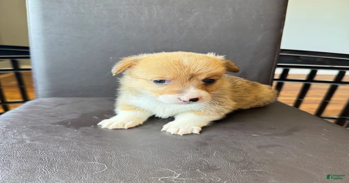 Abby Welsh Corgi Pembroke for sale in Middletown | Lancaster Puppies