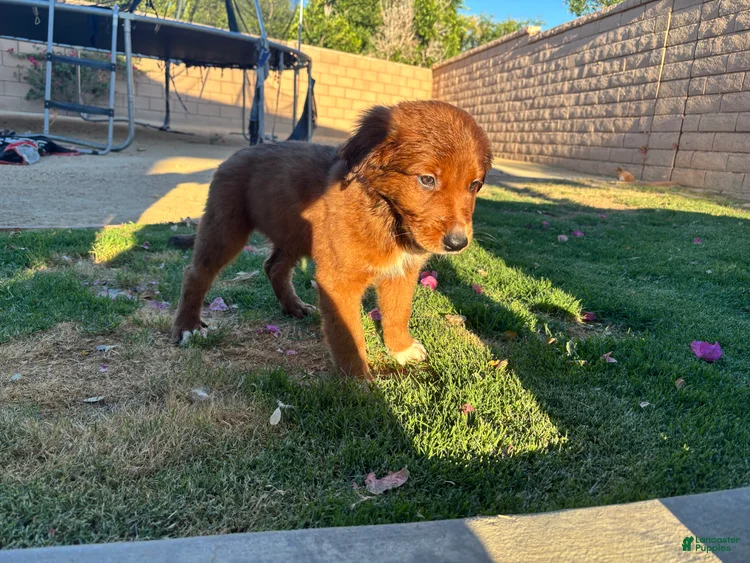 Mixed Breed Puppy 2 Mixed Breed for sale in Indio | Lancaster Puppies