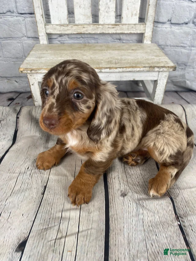 Callie Miniature Dachshund for sale in Millersburg | Lancaster Puppies
