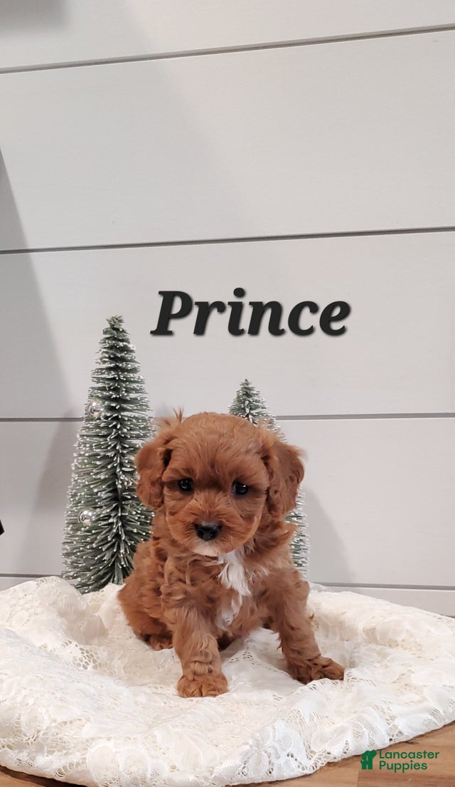 Prince for sale in Penn Yan | Lancaster Puppies