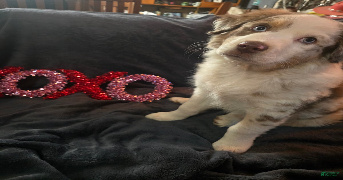 Clifford - Australian Shepherd Puppy 1 for sale in Oak Hill | Lancaster ...