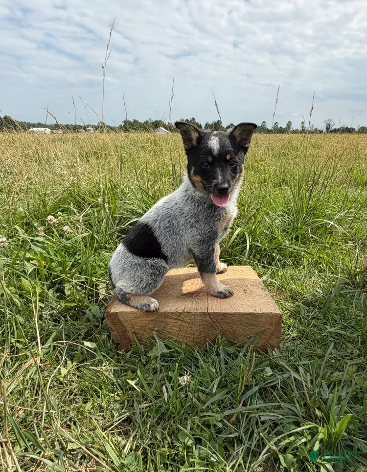 River Australian Cattle Dog for sale in Cairo | Lancaster Puppies
