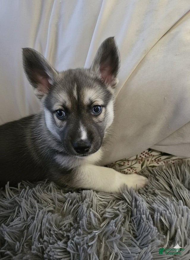 Brutus for sale in Quincy | Lancaster Puppies