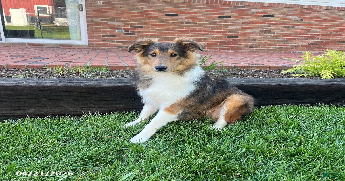 Shetland Sheepdog Puppies for sale under $500 | Lancaster Puppies