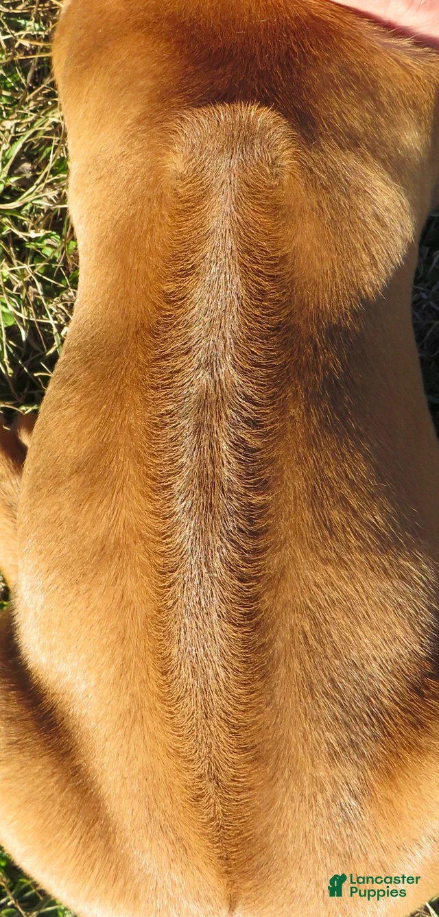 Rhodesian Ridgeback Puppy 5 for sale in Palestine | Lancaster Puppies