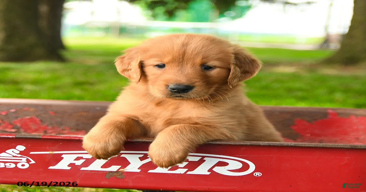 Charity Golden Retriever for sale in Gordonville | Lancaster Puppies