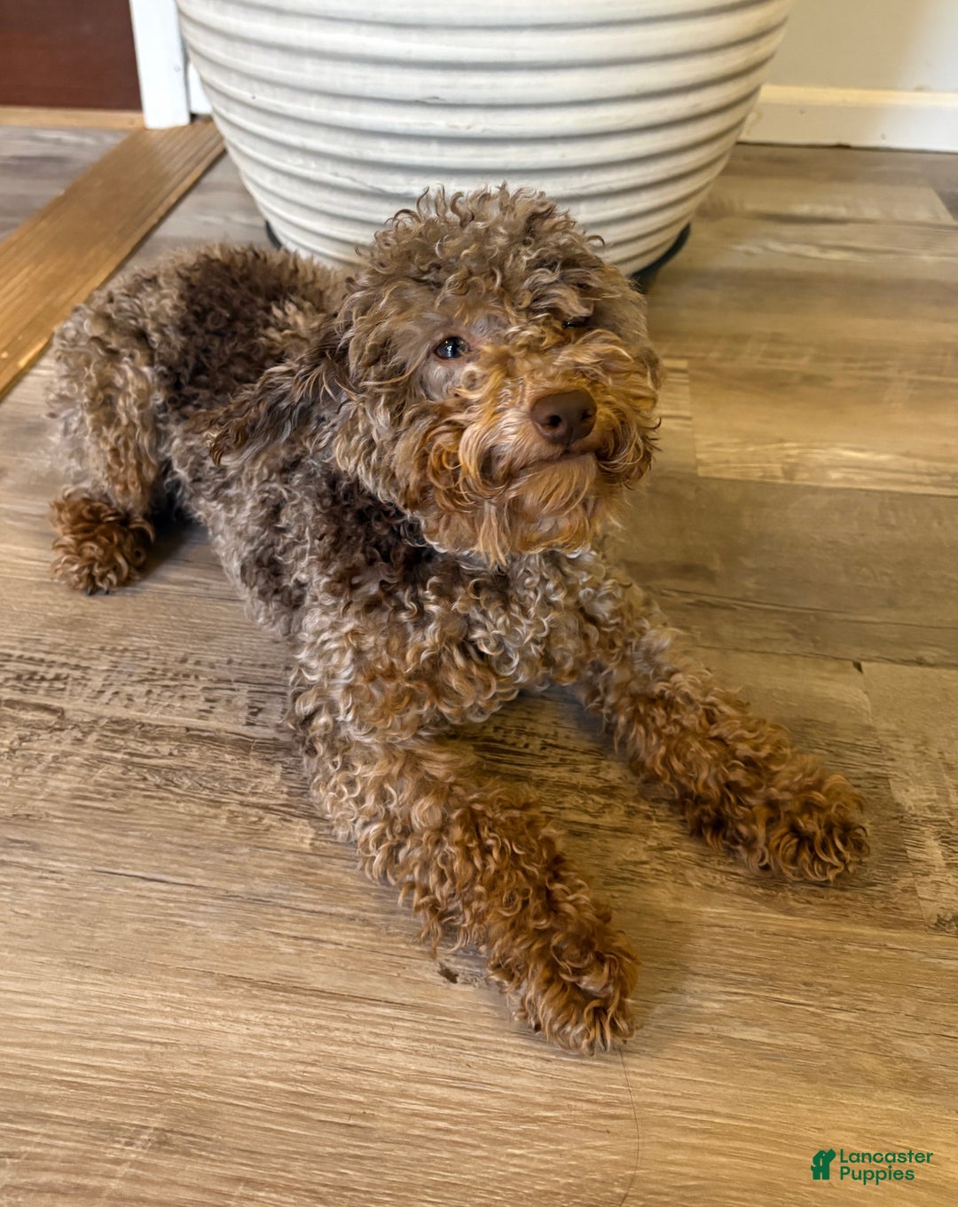 Toy Poodle Puppy 1 for sale in Toms River | Lancaster Puppies