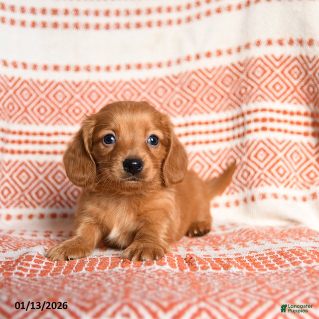 King for sale in Honey Brook | Lancaster Puppies