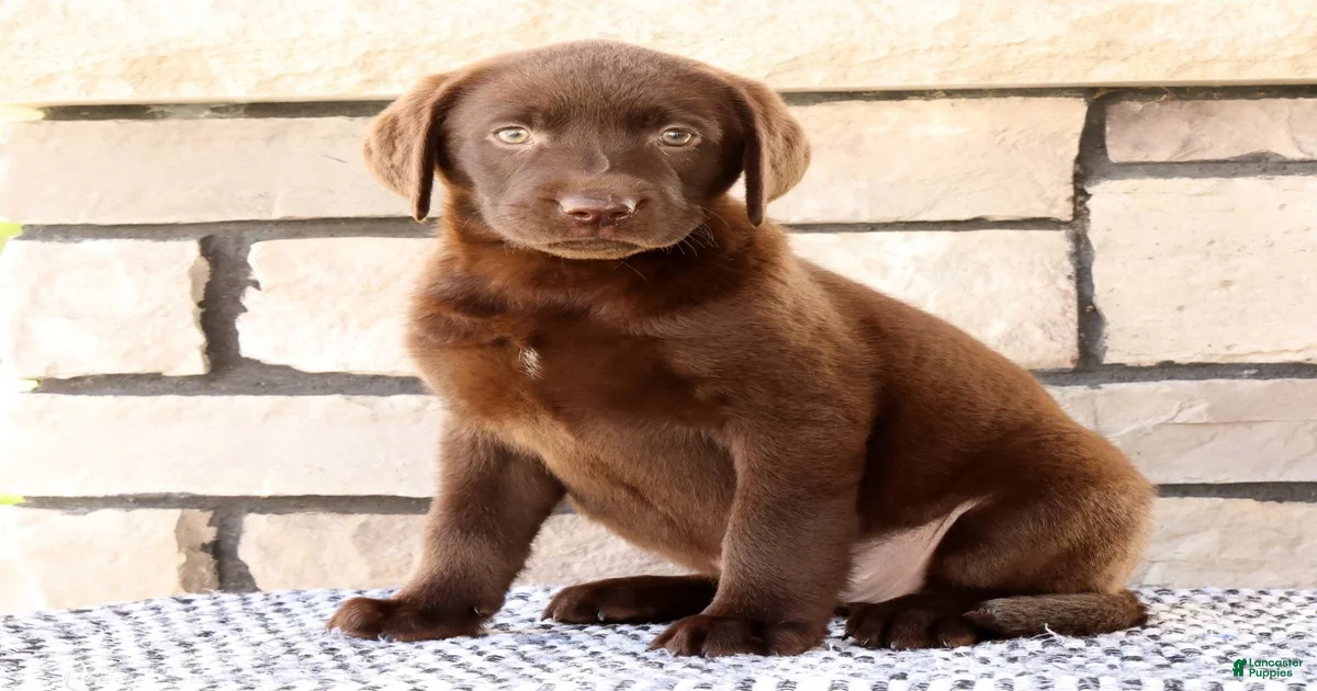 Female Yellow Labrador Retriever Puppies for sale | Lancaster Puppies