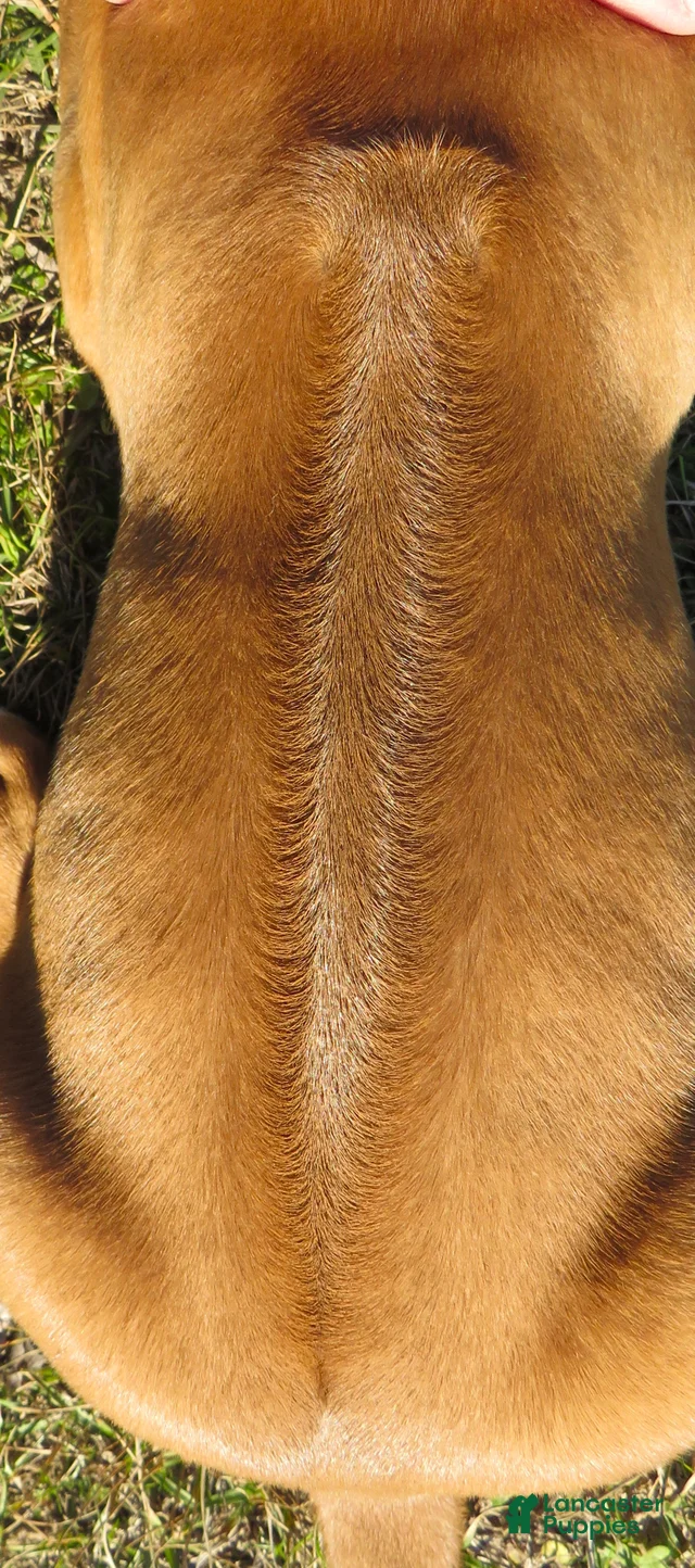 Rhodesian Ridgeback Puppy 2 for sale in Palestine | Lancaster Puppies