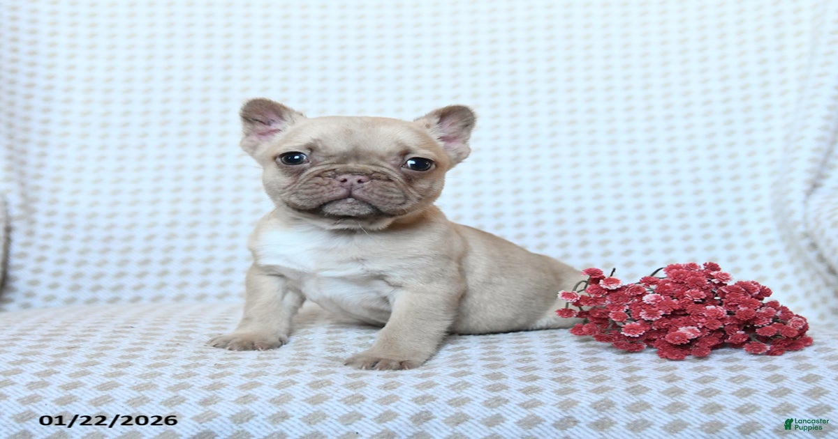 Theo for sale in Belleville | Lancaster Puppies