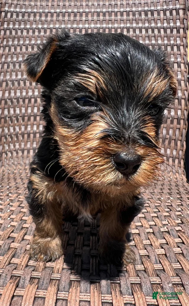 King Yorkie puppy Yorkshire Terrier for sale in Dayton | Lancaster Puppies