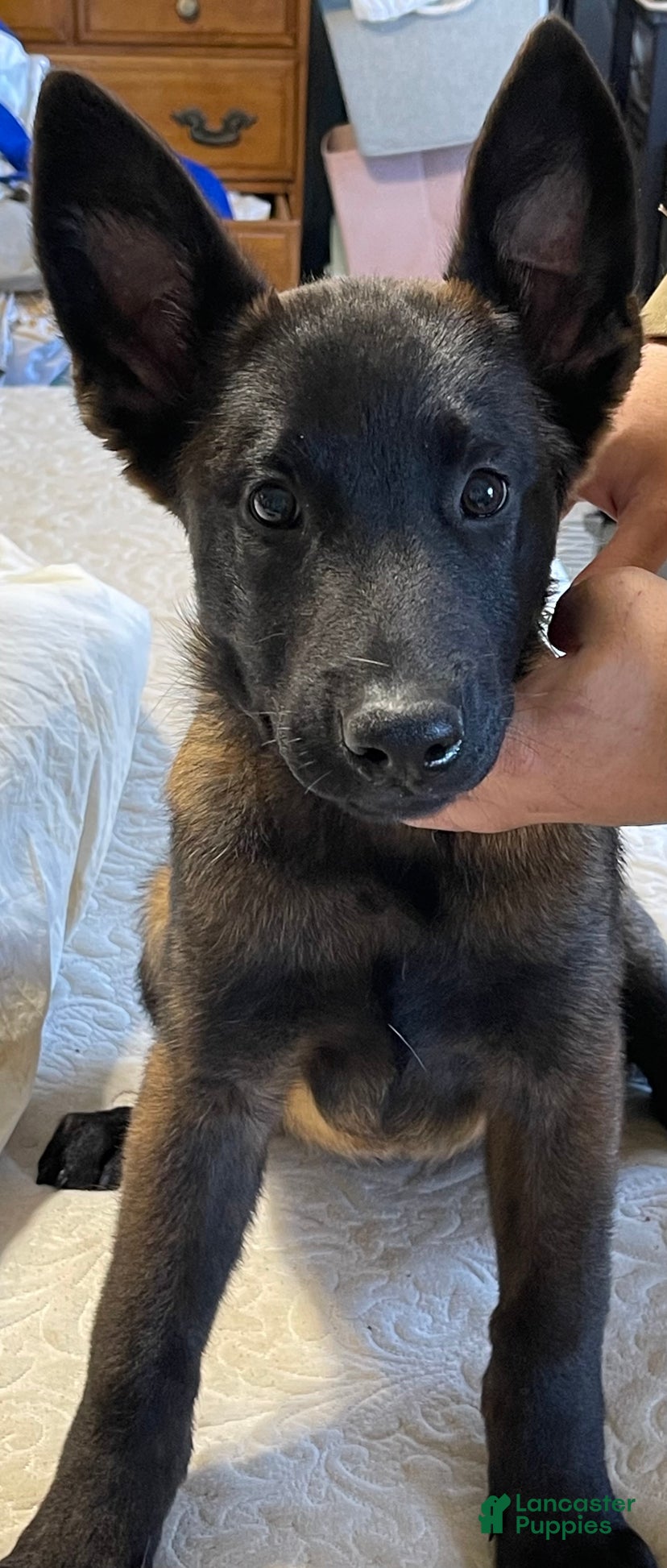Belgian Malinois Puppy 1 for sale in Harrisville | Lancaster Puppies