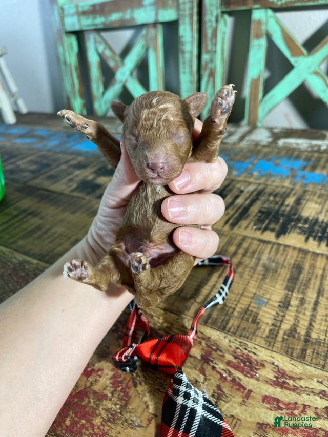 Akc Bred color Red Boy 2 for sale in | Lancaster Puppies