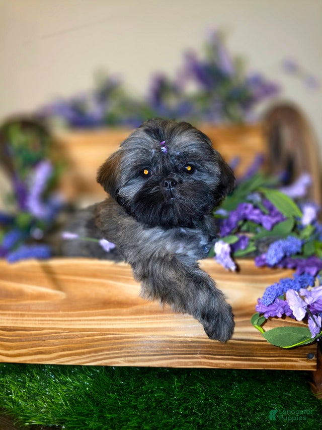 Cinnamon for sale in Bessemer City | Lancaster Puppies