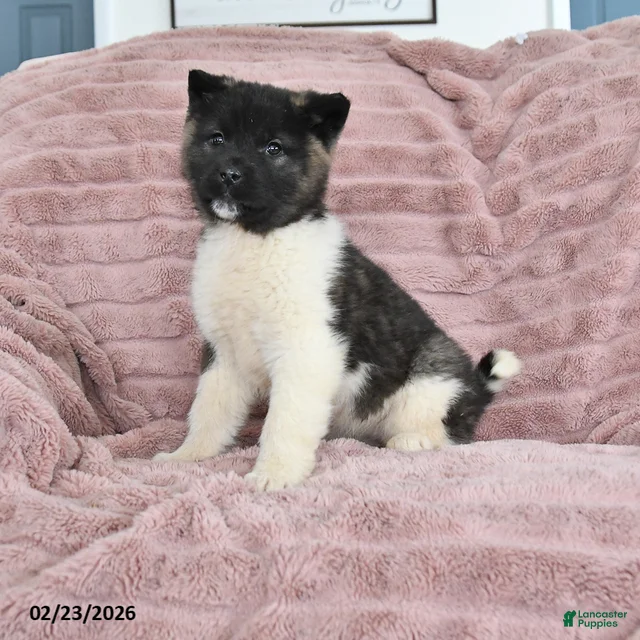 Flame Akita for sale in Elizabethville | Lancaster Puppies