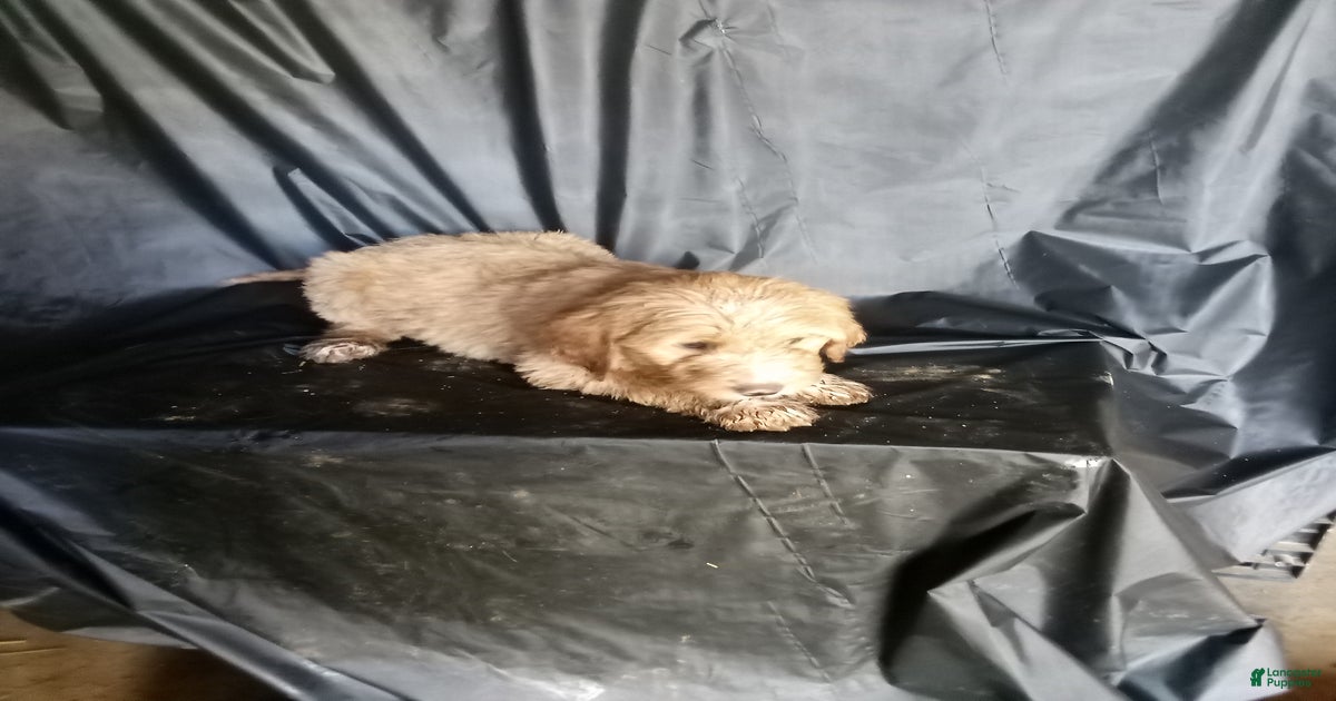 Mixed Breed Puppy 6 for sale in Bird in Hand | Lancaster Puppies