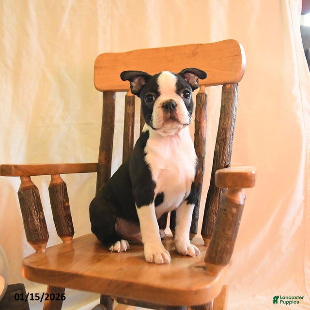 George for sale in Hagerstown | Lancaster Puppies