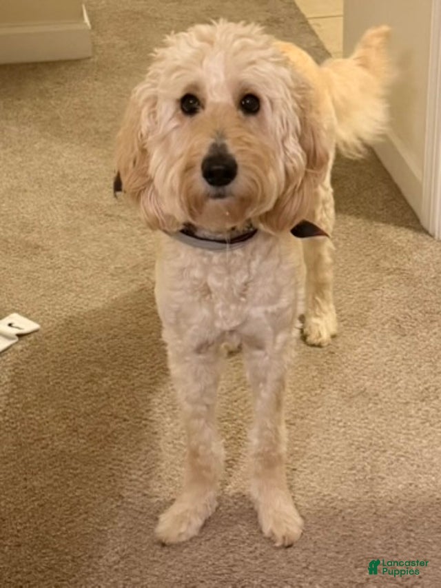 Goldendoodle Puppy 5 for sale in Mooresville | Lancaster Puppies