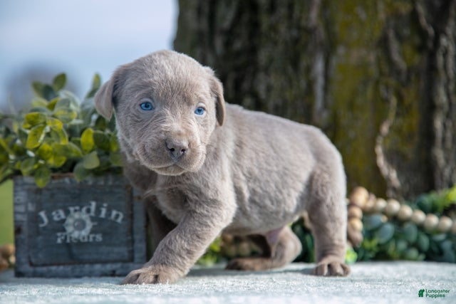 Kash for sale in Holmesville | Lancaster Puppies