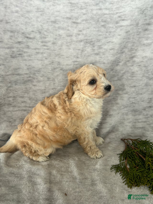 Cooper for sale in North Bangor | Lancaster Puppies