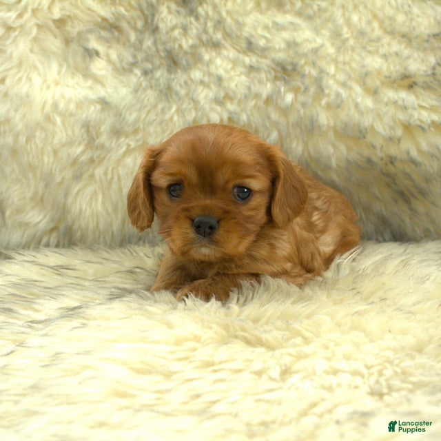 Peter for sale in Milton | Lancaster Puppies