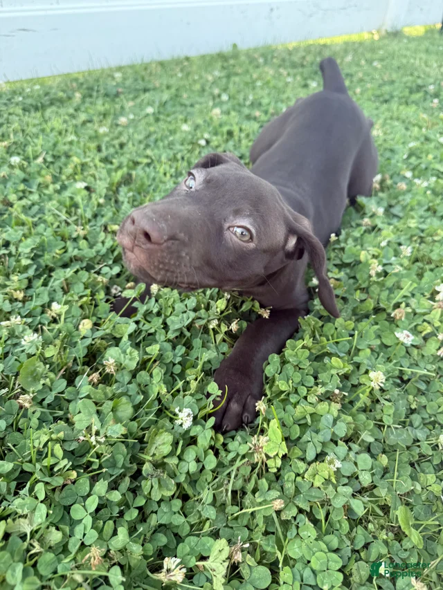 River German Shorthaired Pointer for sale in Gordonville | Lancaster ...