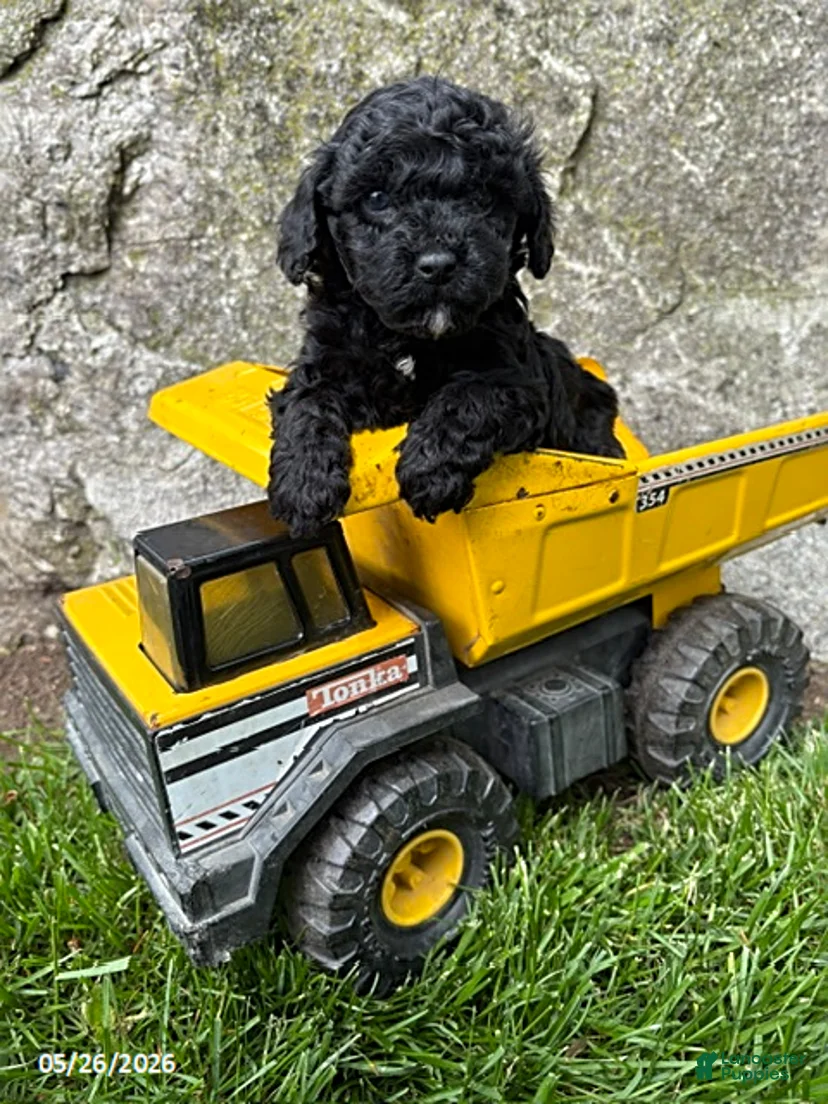 Austin Havapoo for sale in Middlebury | Lancaster Puppies