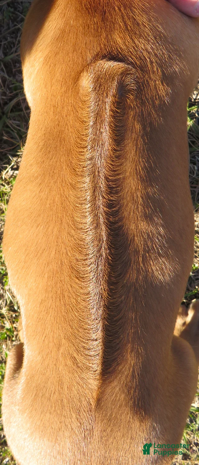 Rhodesian Ridgeback Puppy 4 for sale in Palestine | Lancaster Puppies