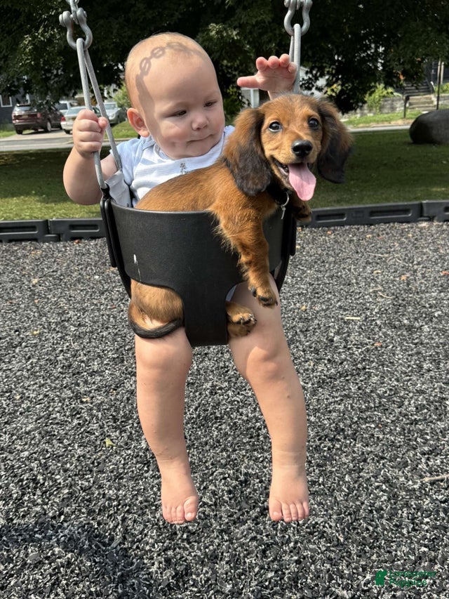 Milo for sale in Oriskany Falls | Lancaster Puppies