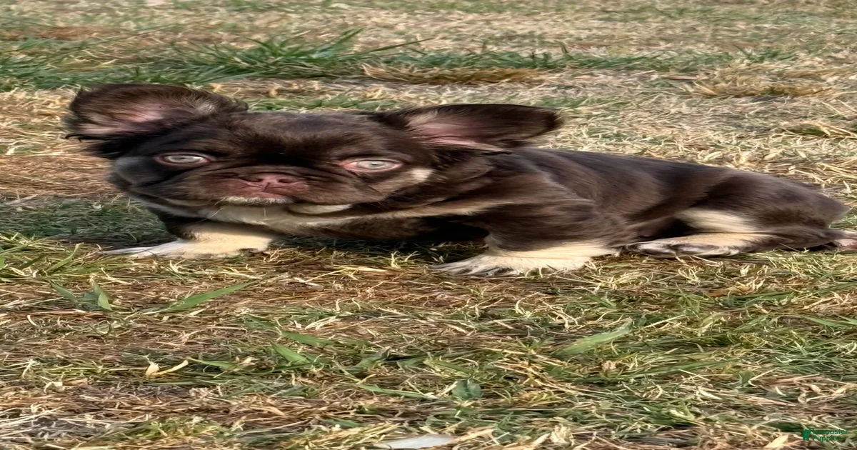 French Bulldog Puppies for sale in Virginia | Lancaster Puppies