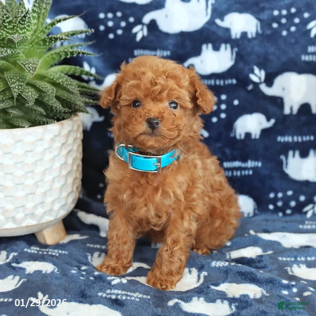 Nicholas for sale in Dornsife | Lancaster Puppies