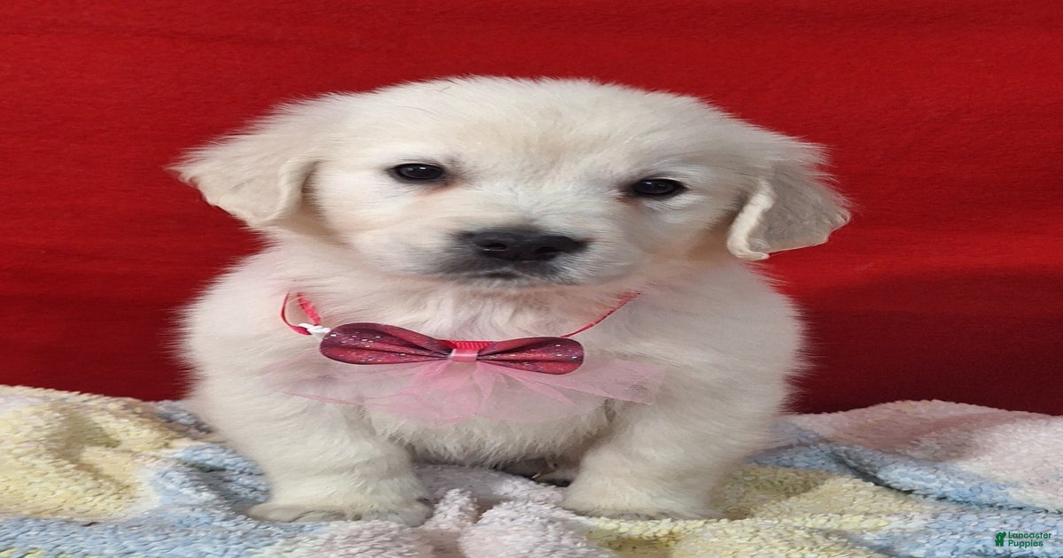 Brooklyn for sale in Millersburg | Lancaster Puppies