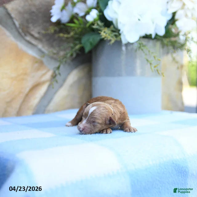 Flora Cavapoo for sale in East Earl | Lancaster Puppies