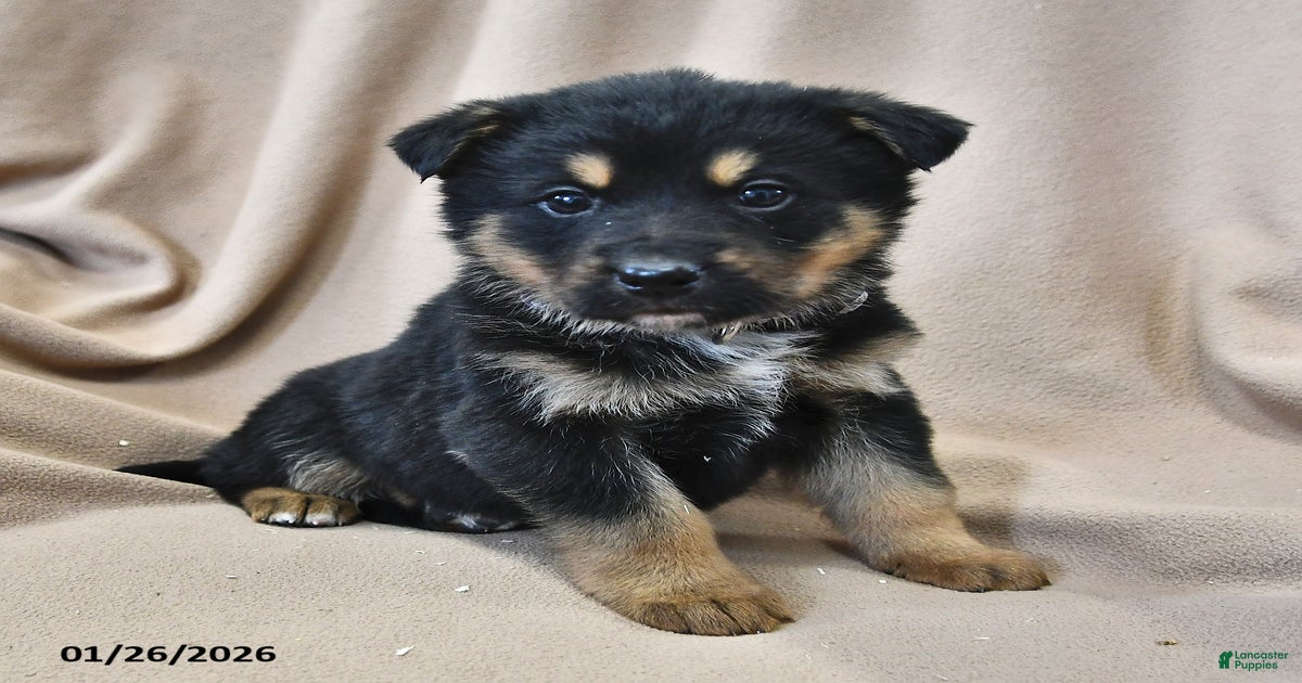Maya for sale in Penn Yan | Lancaster Puppies