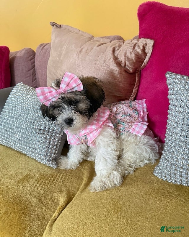 Mixed Breed Puppy 1 for sale in Brooklyn | Lancaster Puppies