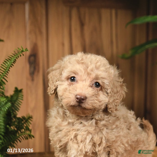 Amanda for sale in Mill Hall | Lancaster Puppies
