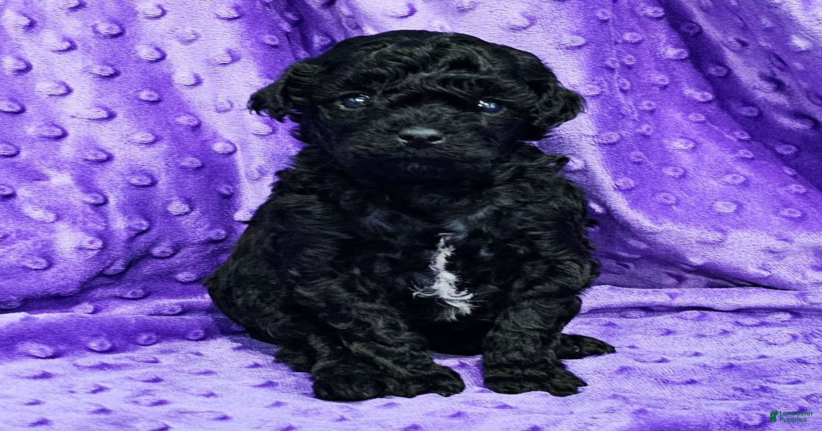 Dahlia for sale in Humboldt | Lancaster Puppies