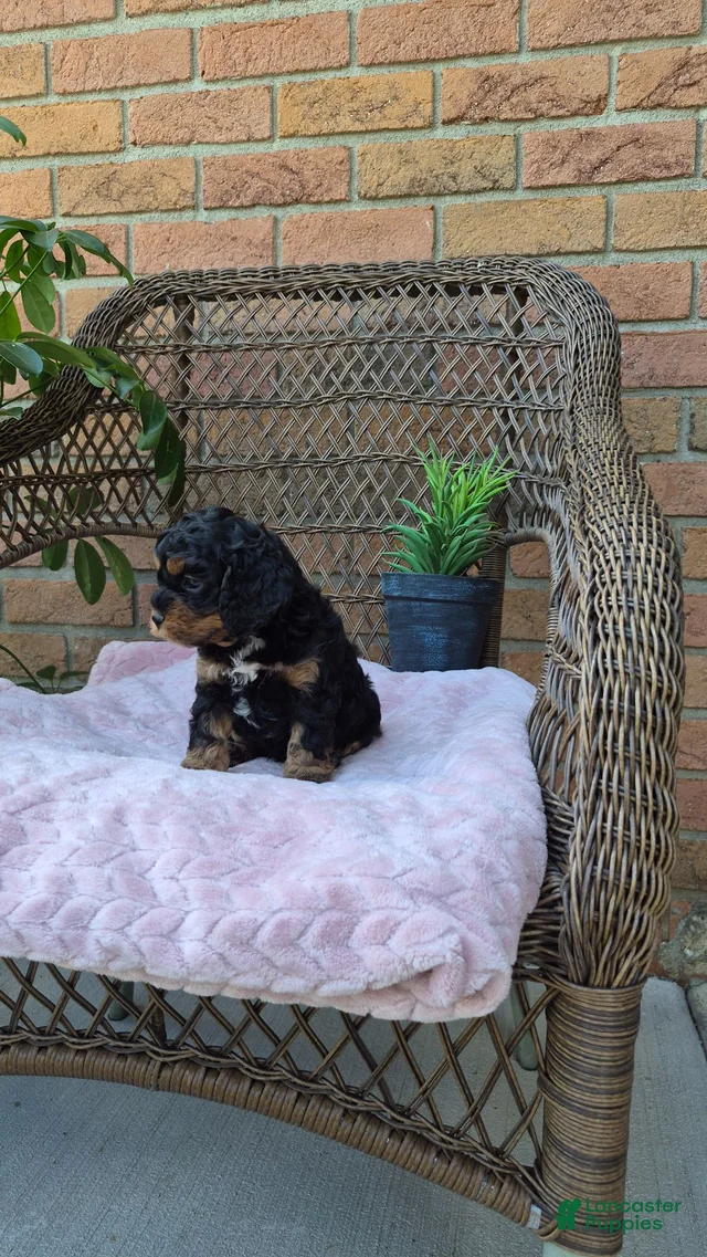 Ellie Cockapoo for sale in Sugarcreek | Lancaster Puppies