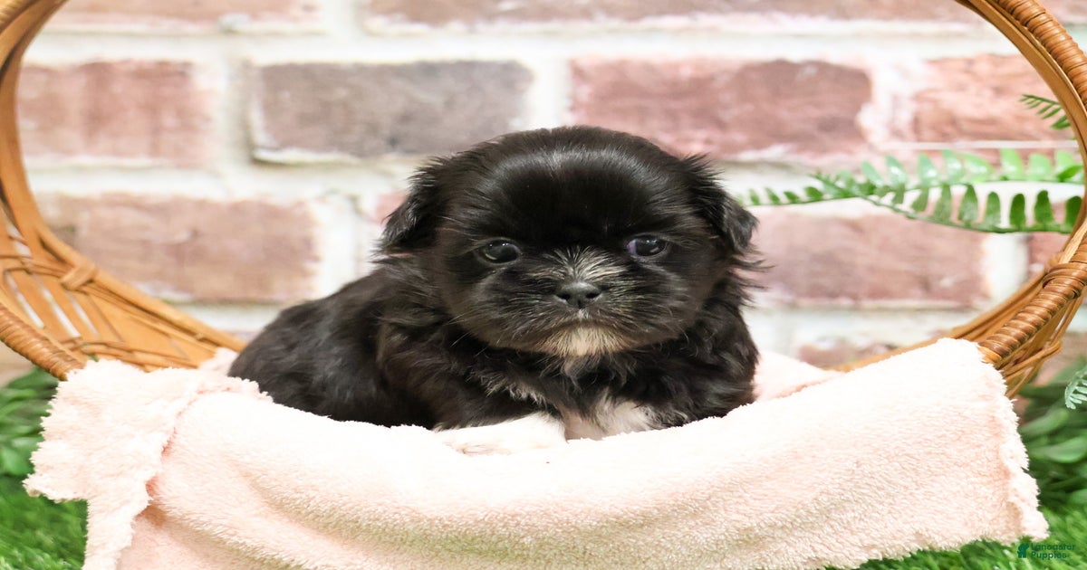 Harper for sale in Syracuse | Lancaster Puppies