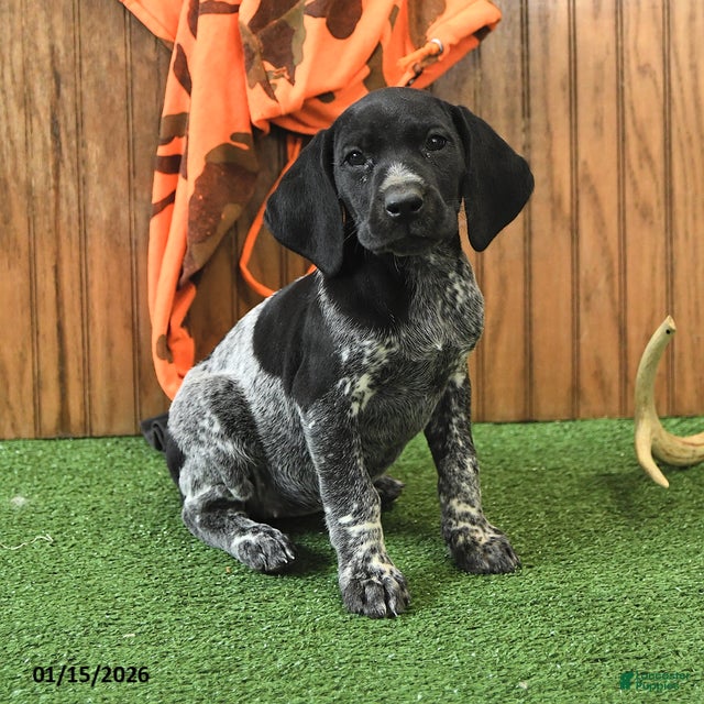 Courtney for sale in Millerstown | Lancaster Puppies