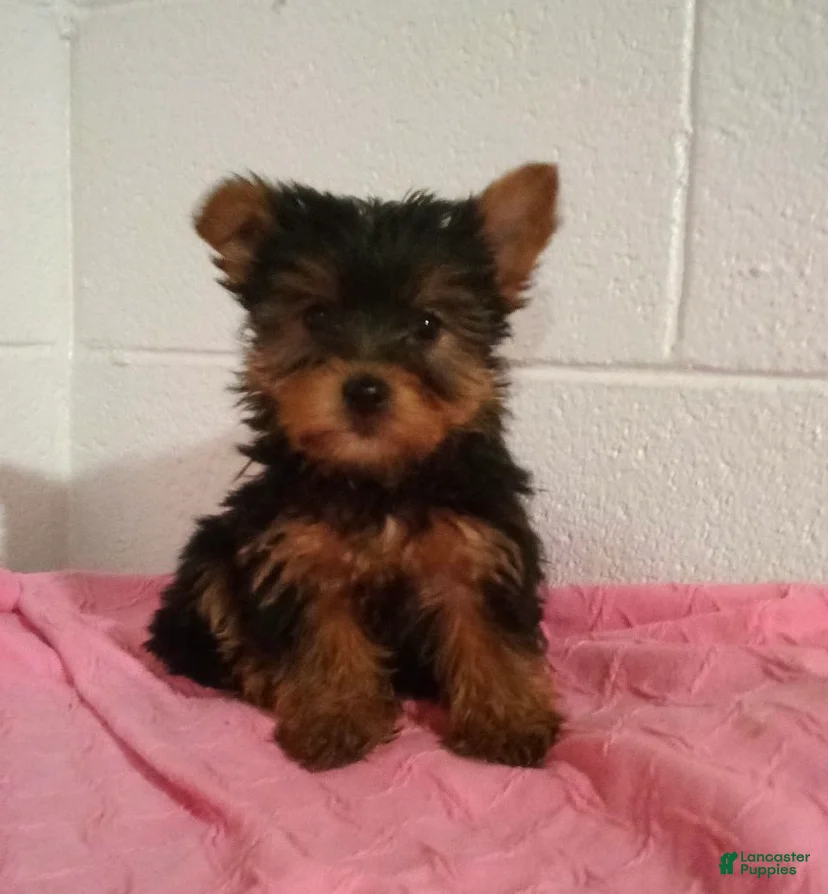 Remi for sale in Apple Creek | Lancaster Puppies