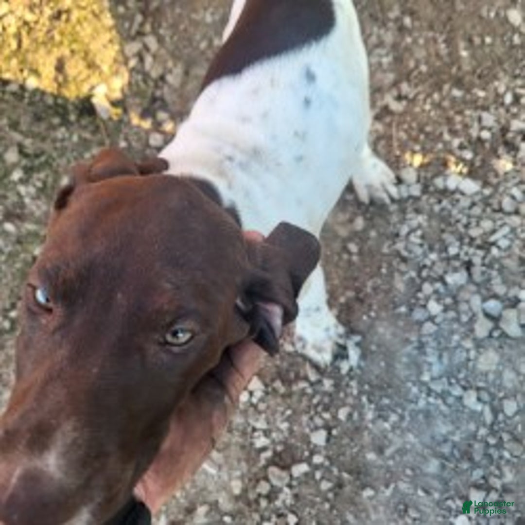 Tabitha Ca Gsp Rescue Signature Viking Tumblers– German Shorthaired ...
