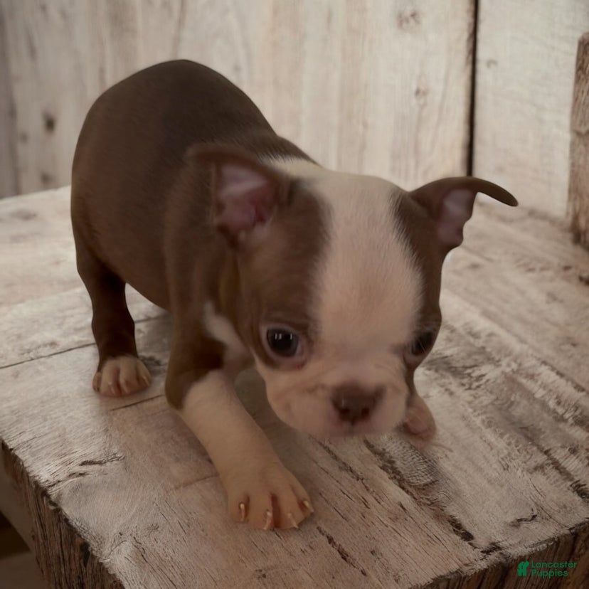 Boston Terrier Puppy 2 for sale in Edwardsburg | Lancaster Puppies