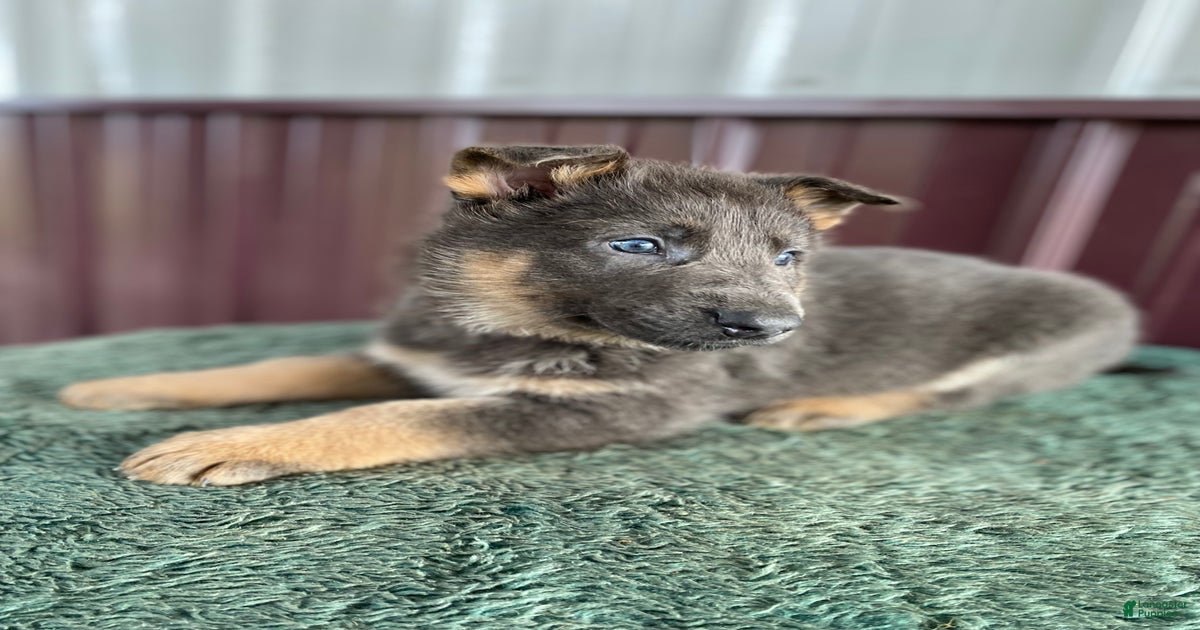 German Shepherd Puppy 7 Jody for sale in Dayton | Lancaster Puppies